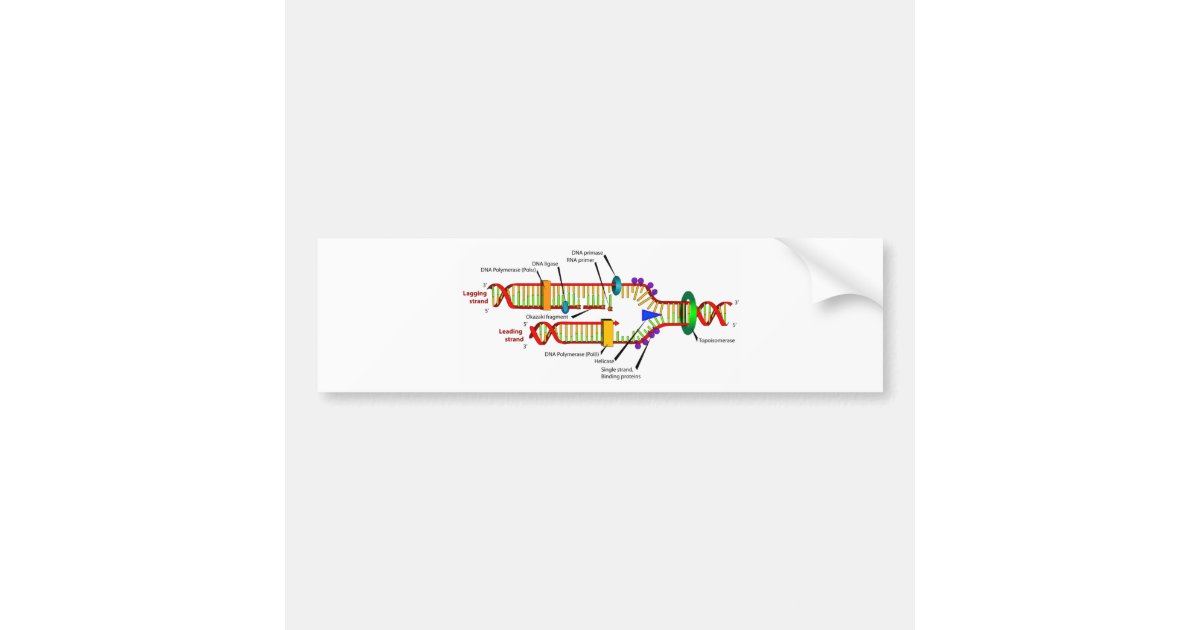 DNA replication Bumper Sticker | Zazzle