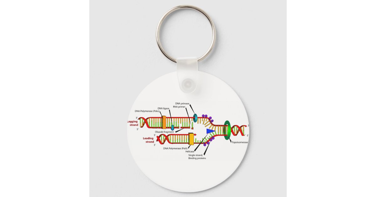 DNA replication Keychain | Zazzle