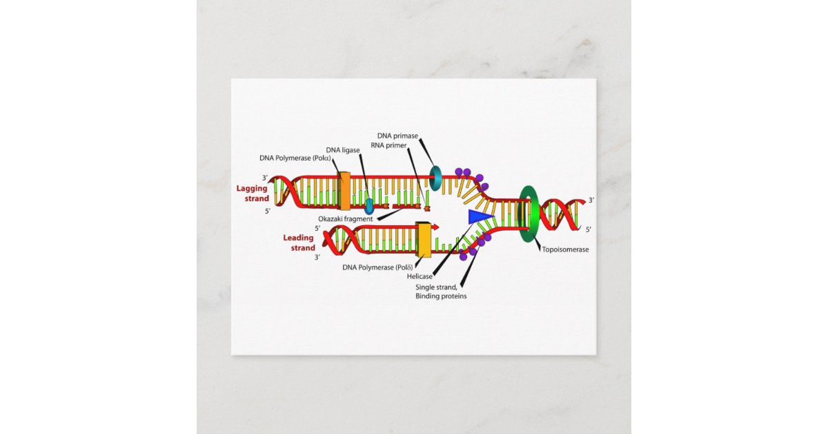 DNA replication Postcard | Zazzle
