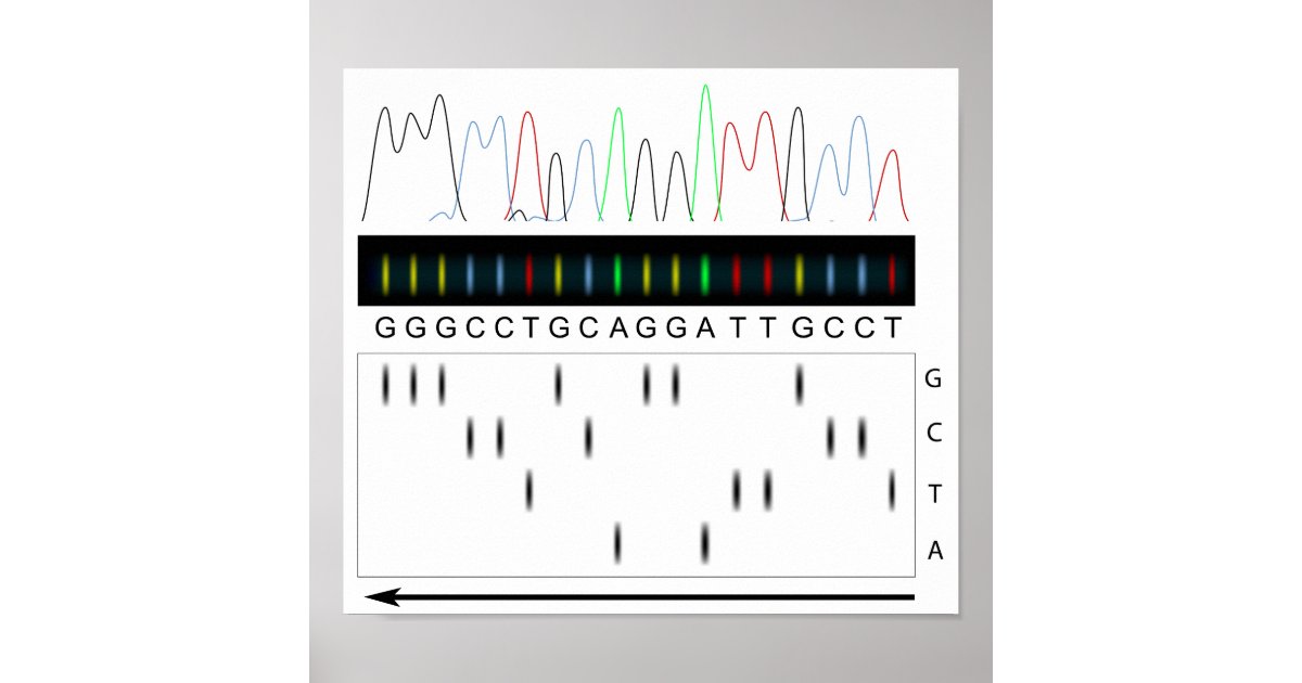 DNA sequencing principle Poster | Zazzle