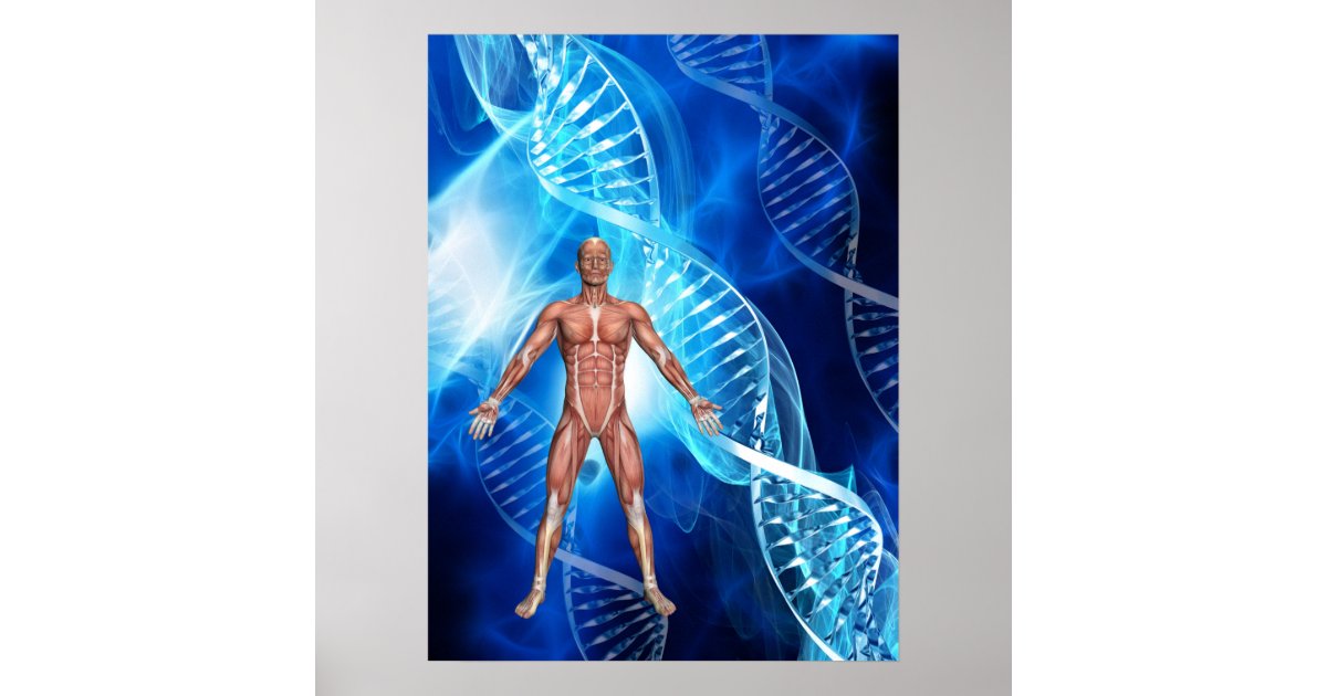 DNA Strand Poster | Zazzle