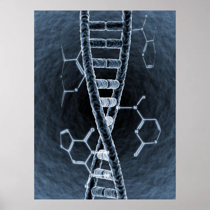 DNA strand Poster | Zazzle