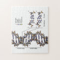 DNA Structure Deoxyribonucleic Acid Bases Diagram Jigsaw Puzzle | Zazzle
