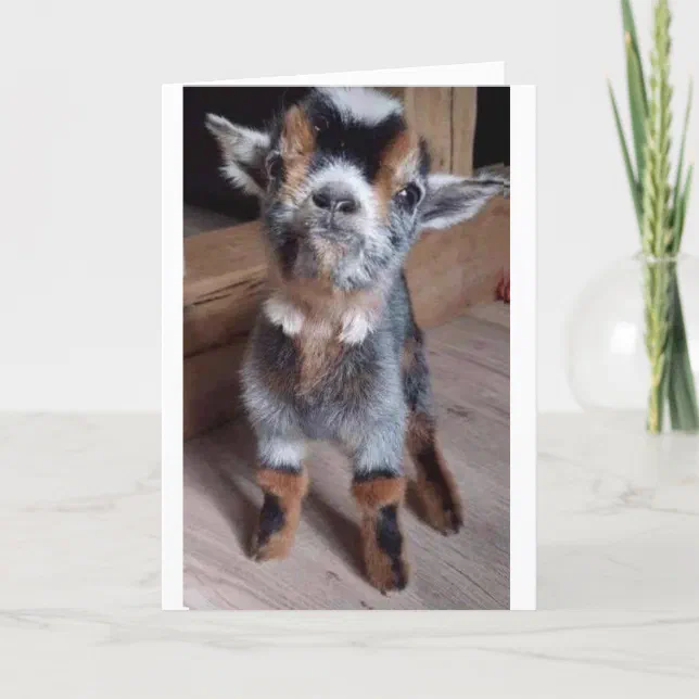 DO A BABY GOAT A FAVOR "HAPPY BIRTHDAY" CARD | Zazzle
