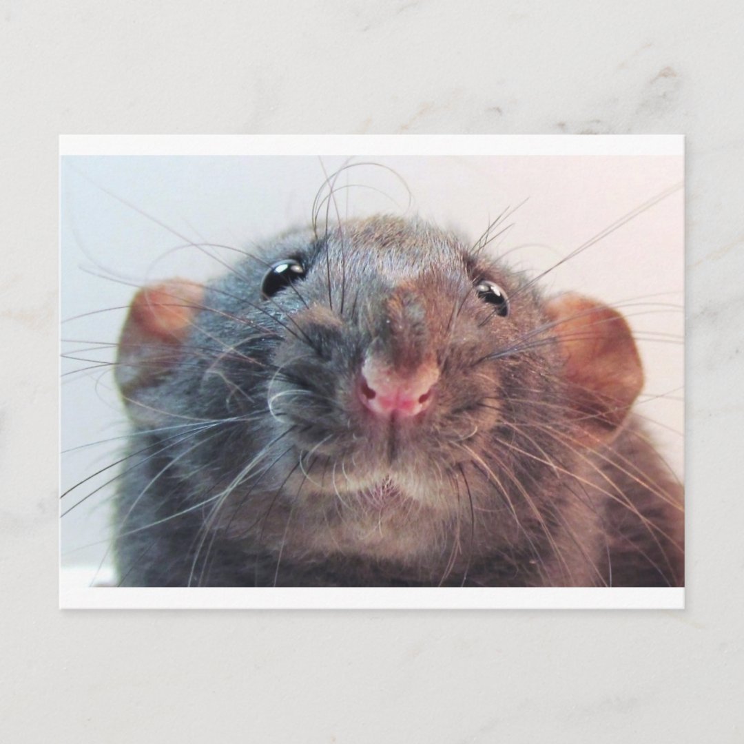 Do I Have Your Attention? Postcard | Zazzle