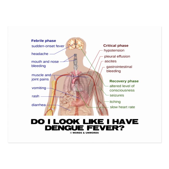 Do I Look Like I Have Dengue Fever? (Anatomy) Postcard | Zazzle.com