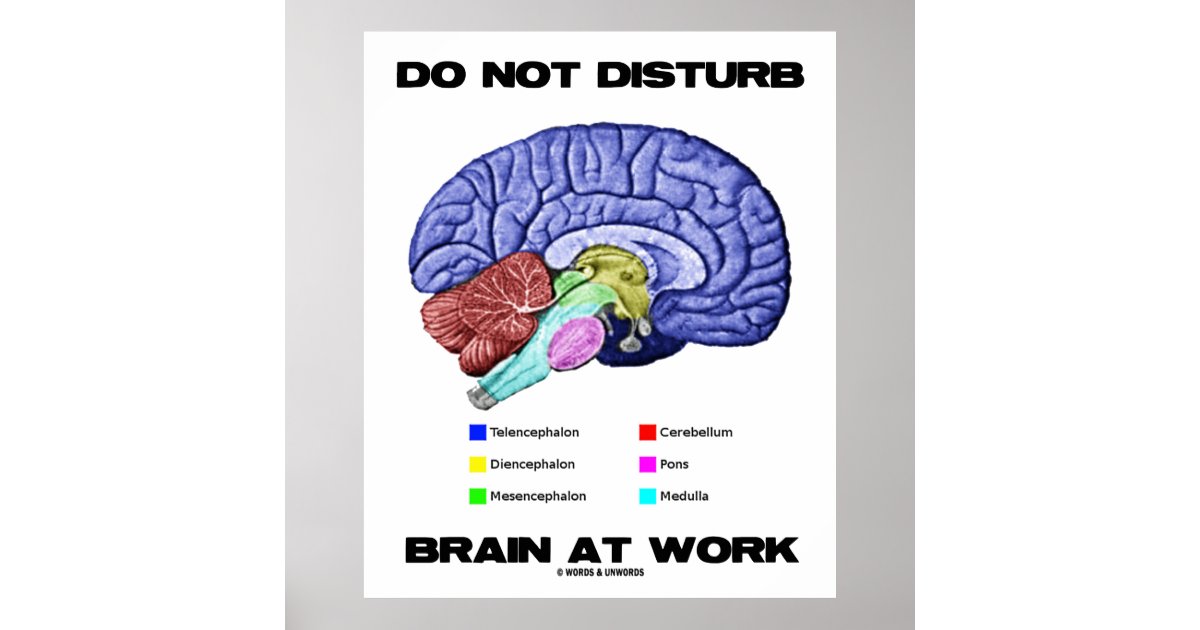 Do Not Disturb Brain At Work (Anatomical Humor) Poster | Zazzle