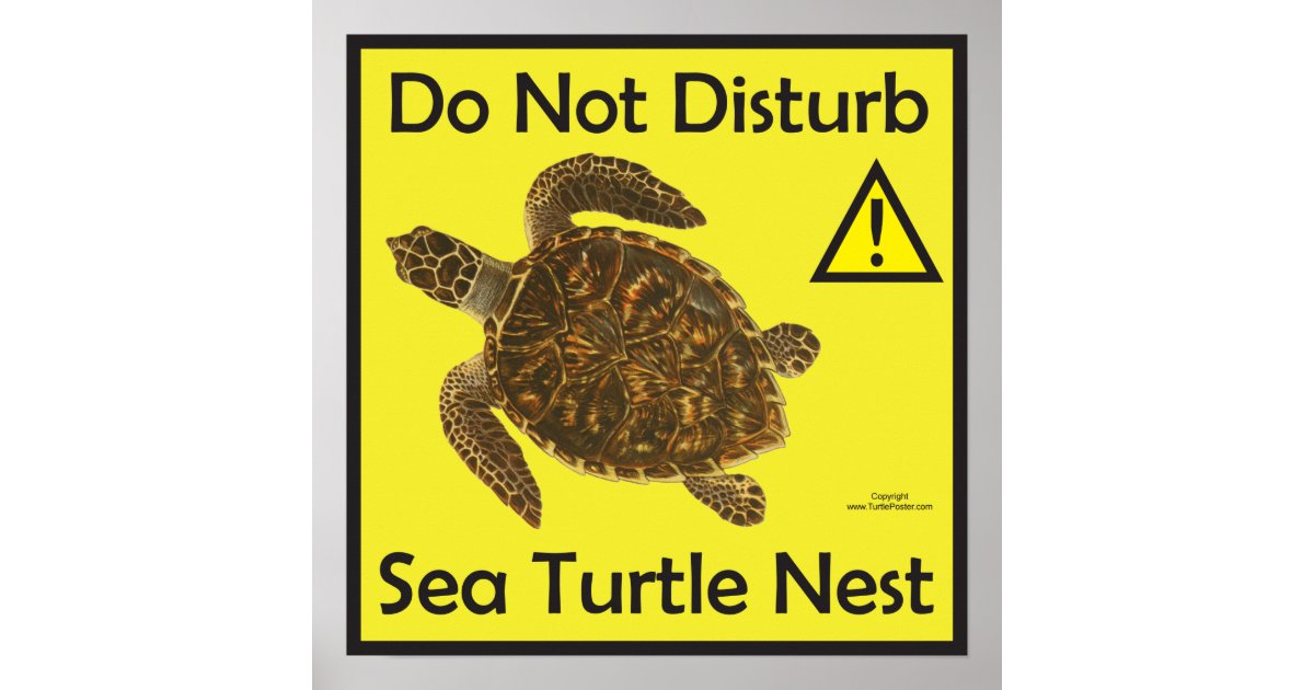 Do Not Disturb Sea Turtle Nest Poster | Zazzle