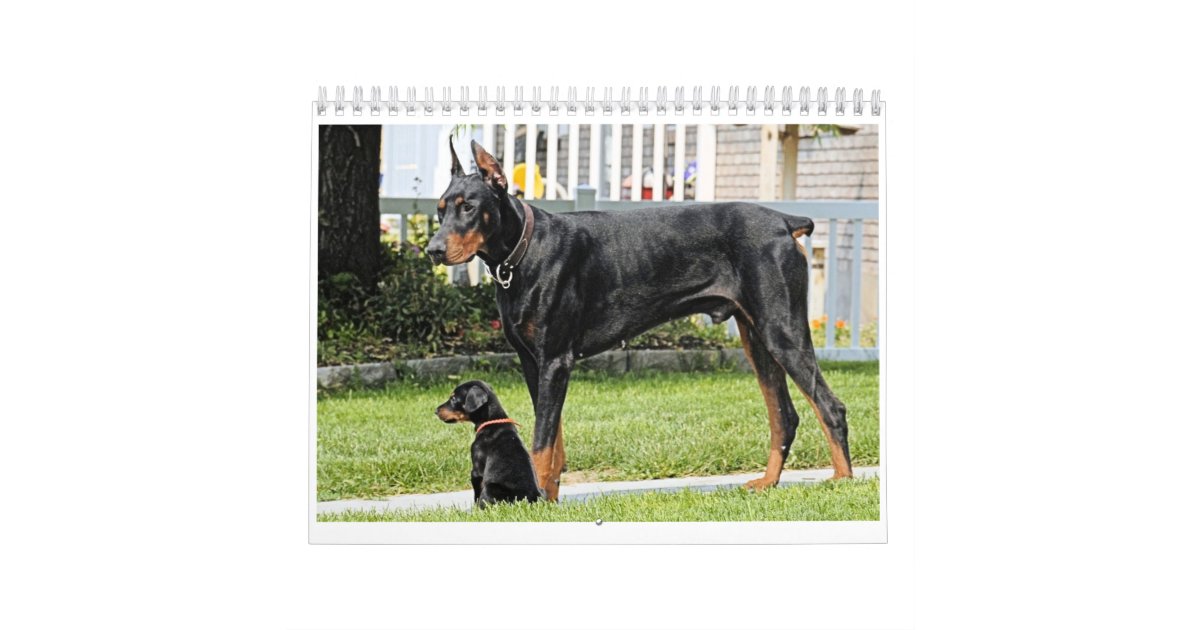 Doberman Calendar | Zazzle