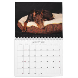 Doberman Calendar | Zazzle