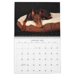 Doberman Calendar | Zazzle