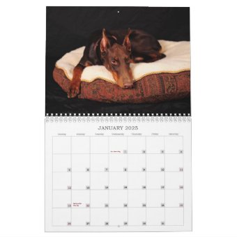 Doberman Calendar | Zazzle