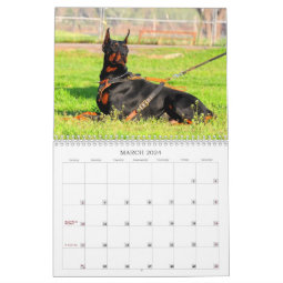 Doberman Calendar | Zazzle