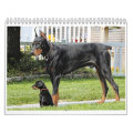 Doberman Calendar | Zazzle