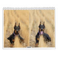 Doberman Calendar | Zazzle