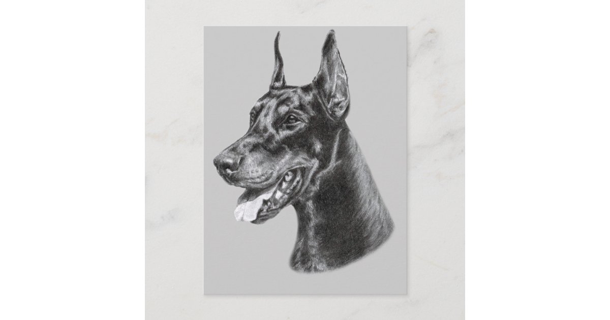 Doberman Pencil Drawing Postcard | Zazzle