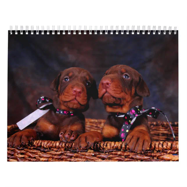 Doberman Puppy Calendar | Zazzle