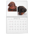 Doberman Puppy Calendar | Zazzle