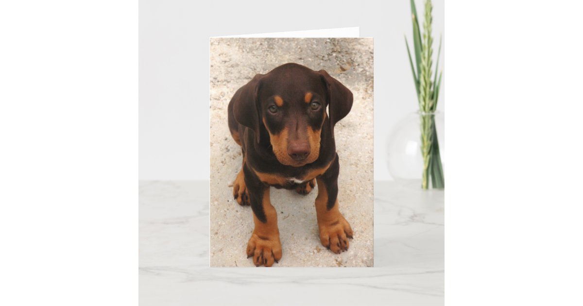 Doberman Puppy Card | Zazzle