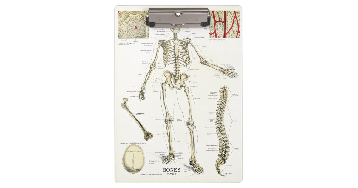 Doctors Office Skeleton Anatomy Clipboard | Zazzle