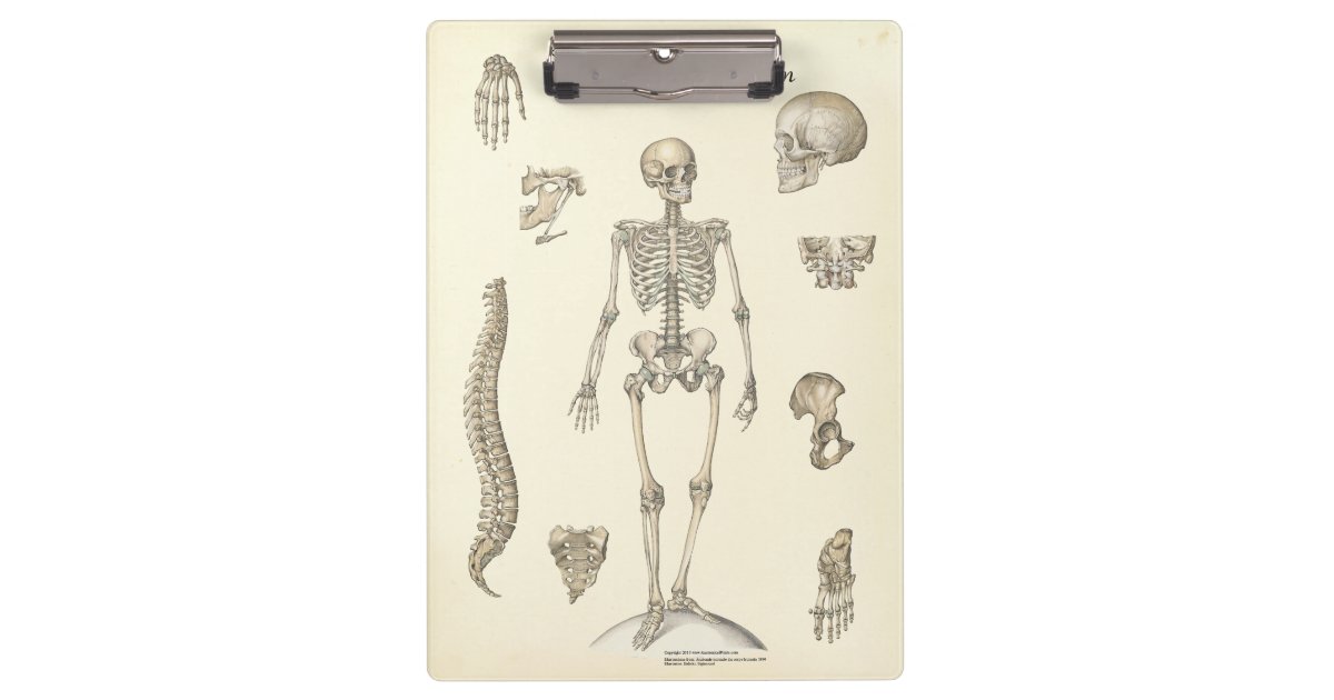 Doctors Office Skeleton Anatomy Clipboard | Zazzle