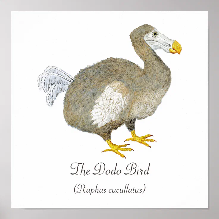 Dodo Bird Art Poster | Zazzle