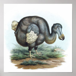 Dodo Bird Illustration Poster | Zazzle