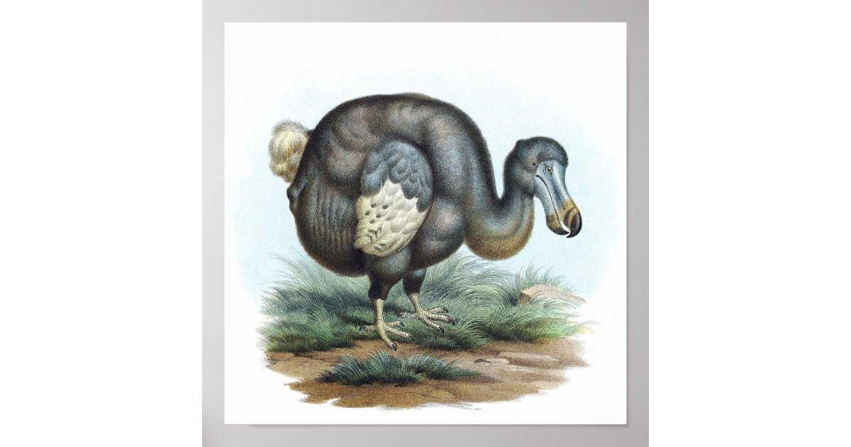 Dodo Bird Illustration Poster | Zazzle