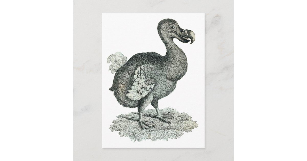 DoDo Bird Print Postcard | Zazzle
