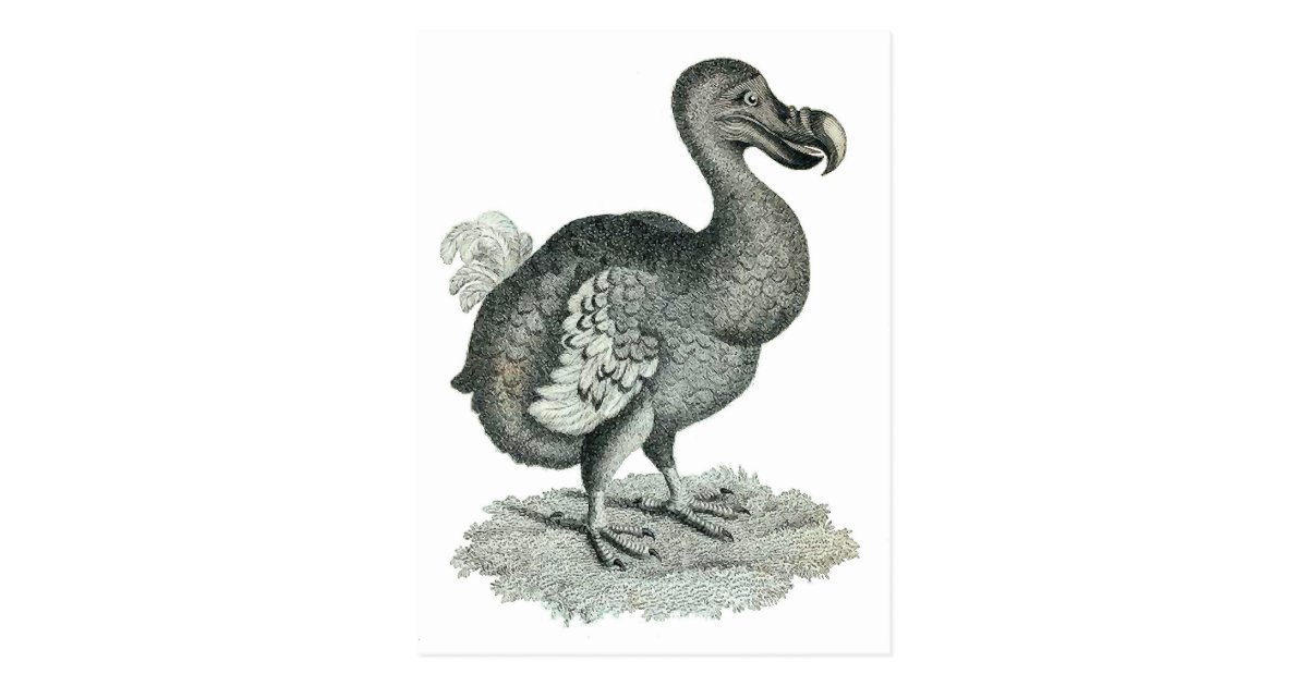 DoDo Bird Print Postcard | Zazzle.com