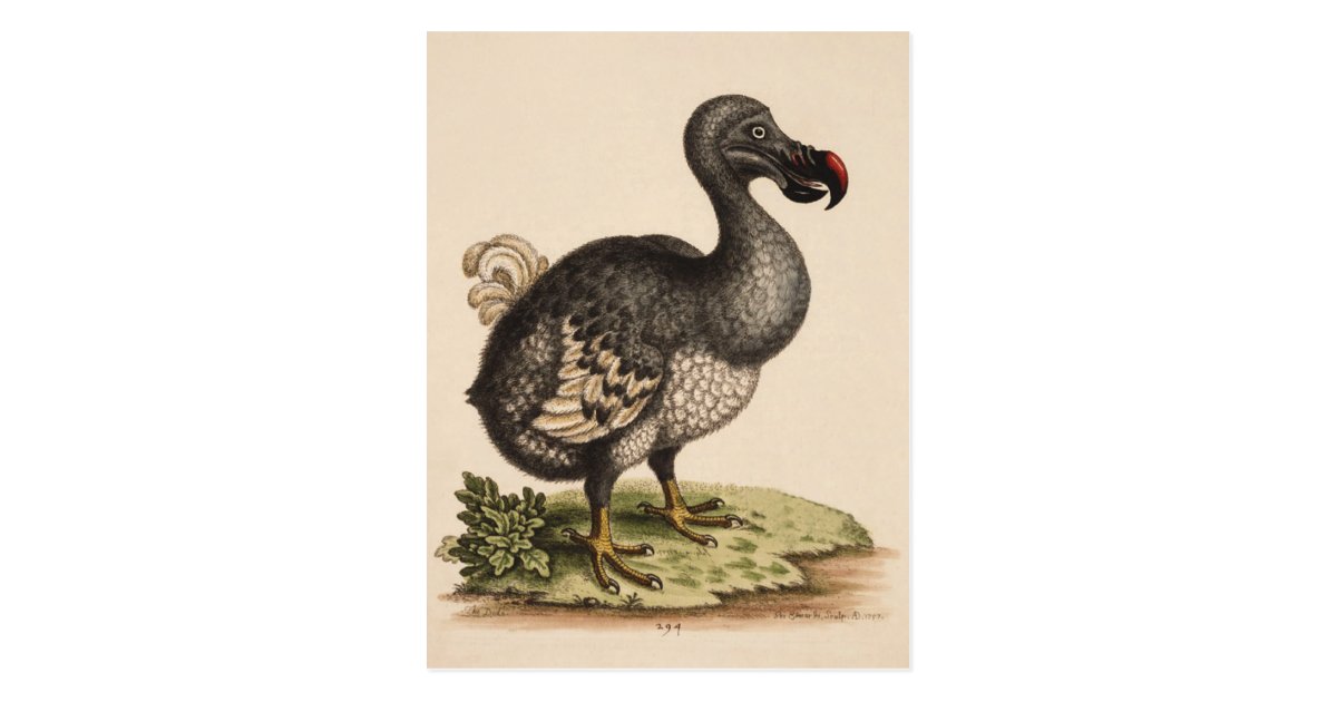 Dodo Postcard | Zazzle.com