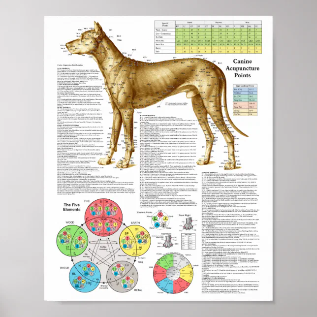 Dog Acupuncture Points Locations Poster | Zazzle