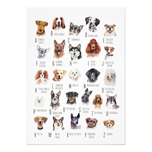 Dog Alphabet Poster | Zazzle