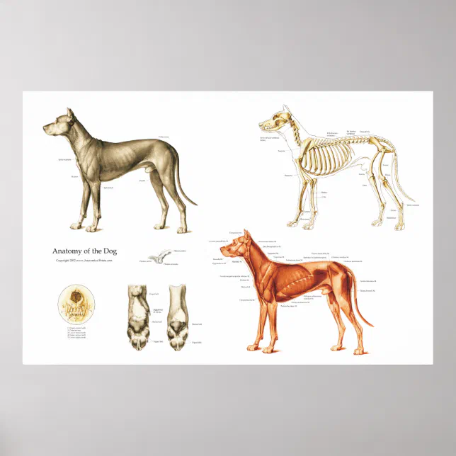 Dog Anatomy Poster Muscles and Bones | Zazzle