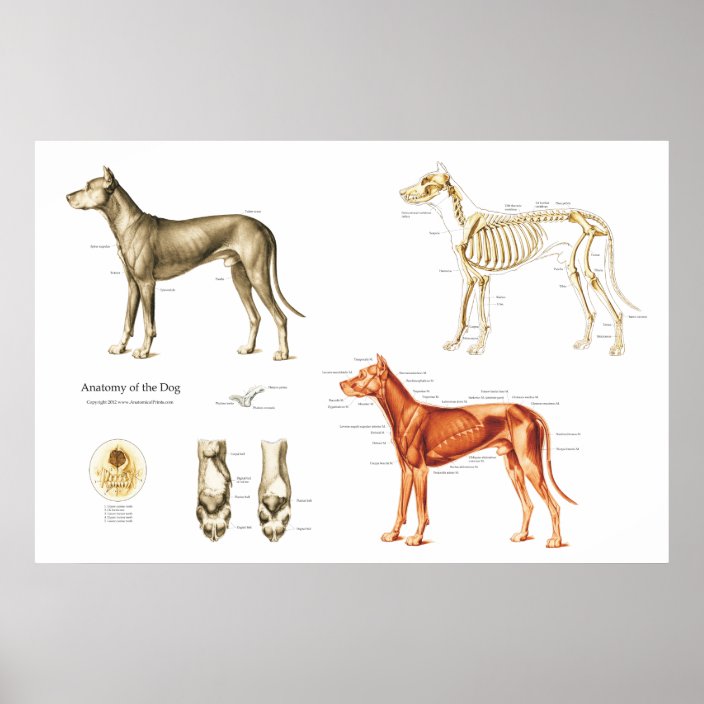 Dog Anatomy Poster Muscles and Bones | Zazzle.com