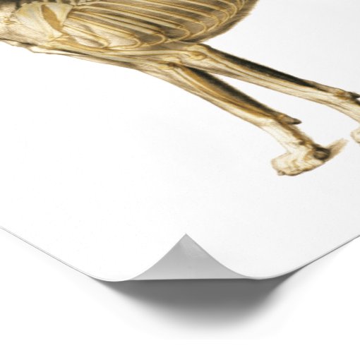 Dog Anatomy Poster Muscles and Bones 18 X 24 | Zazzle