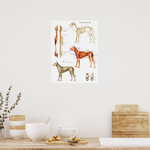 Dog Anatomy Poster Muscles and Bones 18 X 24 | Zazzle