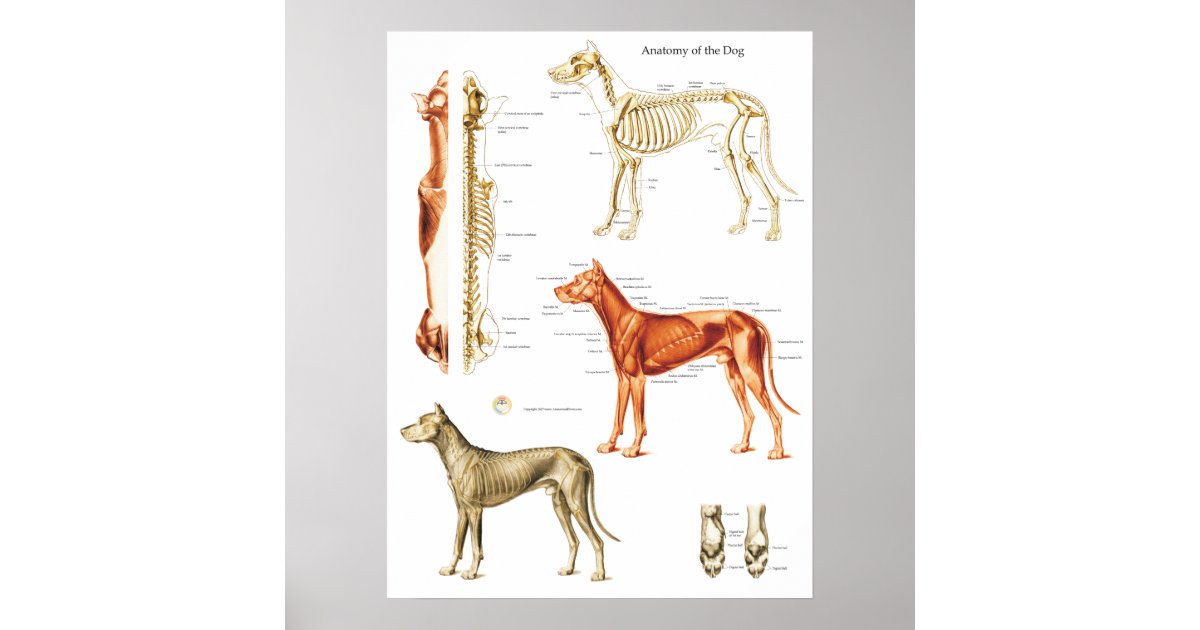 Dog Anatomy Poster Muscles and Bones 18 X 24 | Zazzle