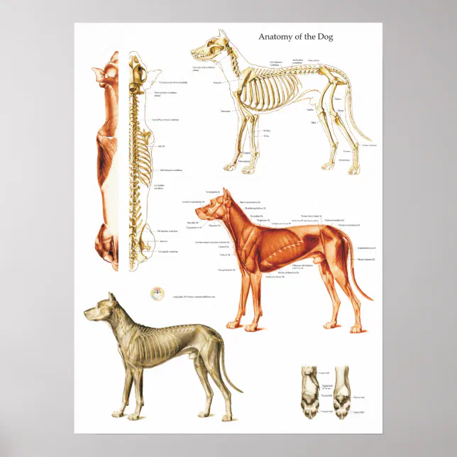 Dog Anatomy Poster Muscles and Bones 18 X 24 | Zazzle
