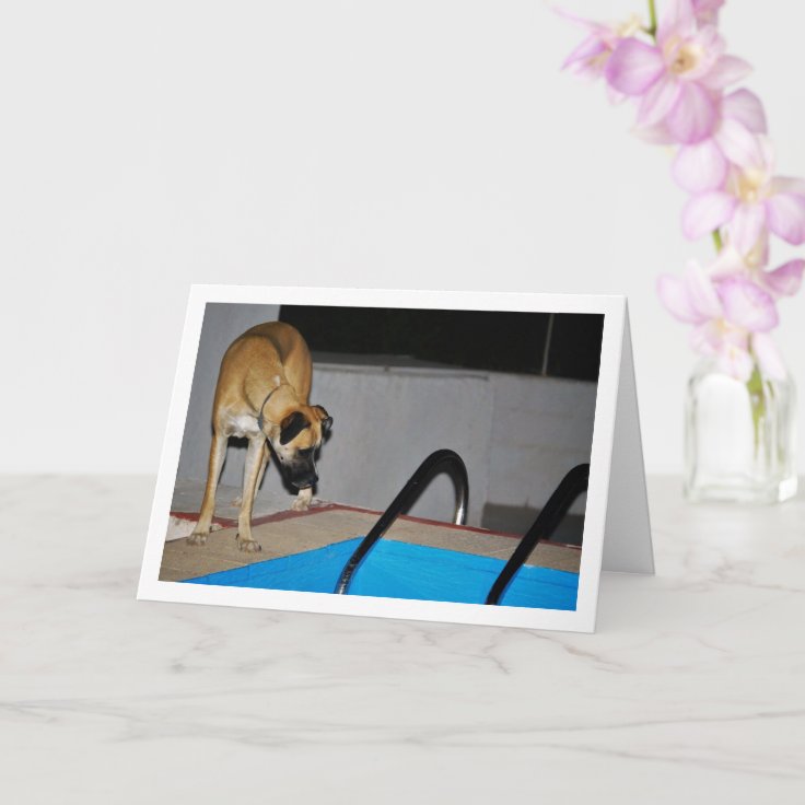 Dog at Swimming Pool Card | Zazzle