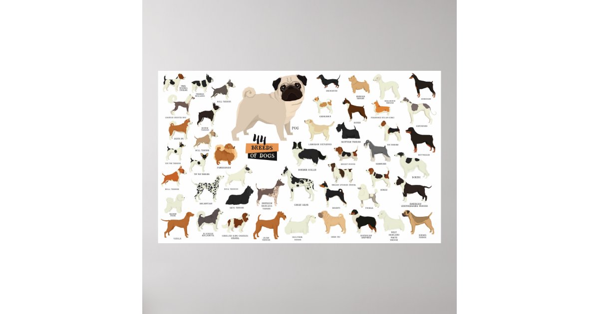 Dog Breed Poster | Zazzle