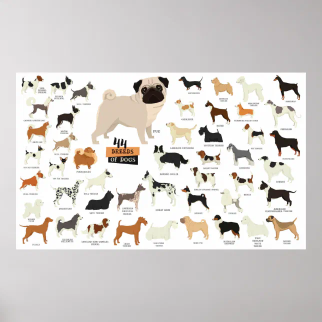 Dog Breed Poster | Zazzle