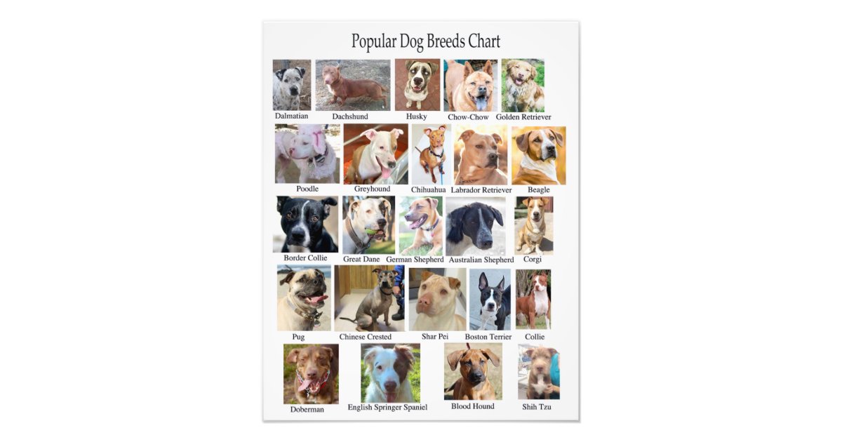 Dog Breeds Chart Poster | Zazzle