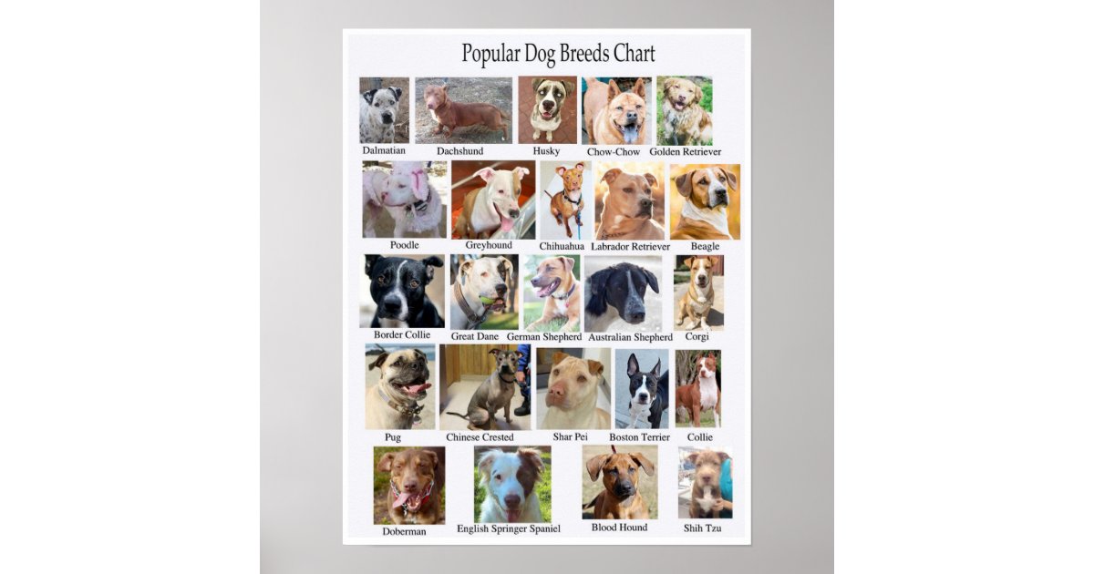 Dog Breeds Chart Poster | Zazzle