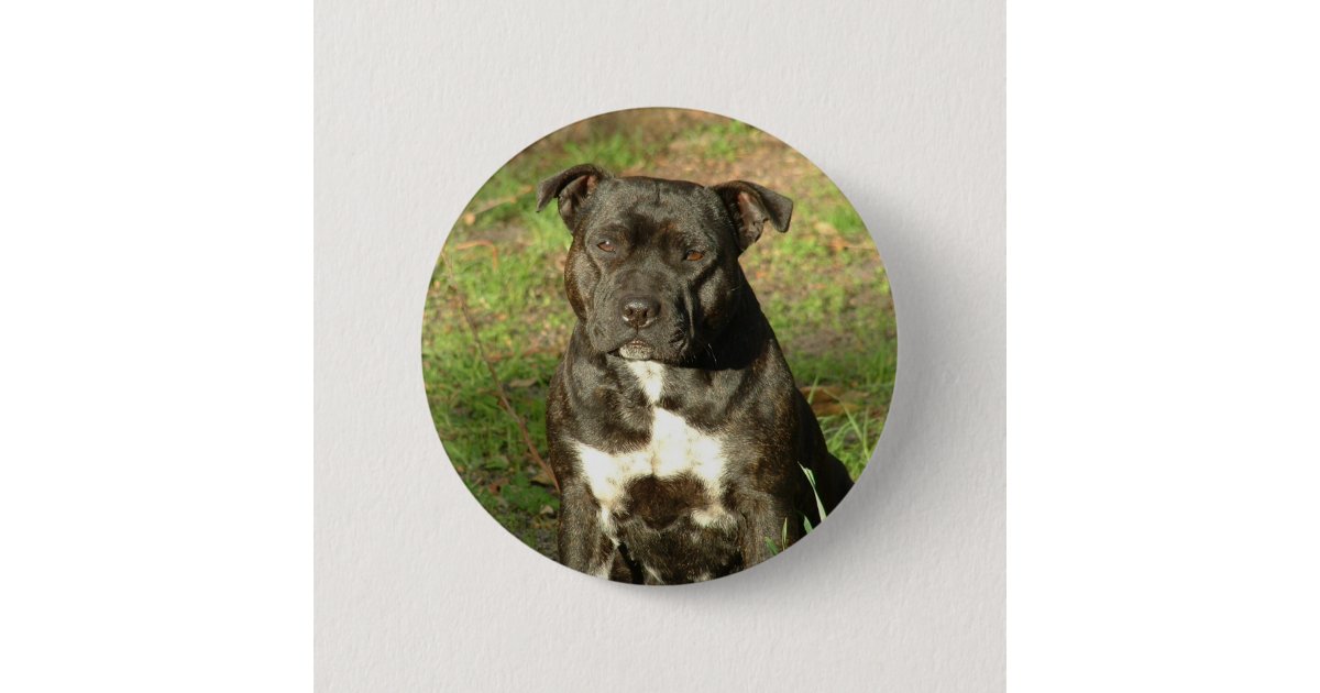 Dog breeds Staffy Pinback Button | Zazzle