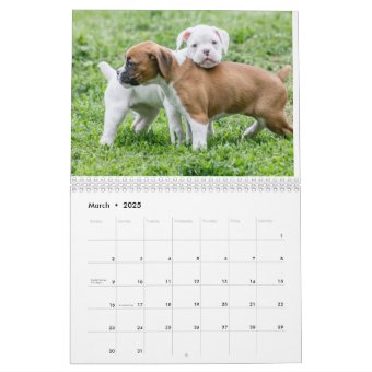 Dog Calendars - Cute Boxer Puppies | Zazzle