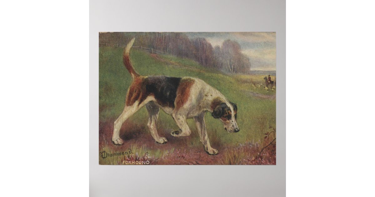 Dog, Canine, Foxhound, Hunting Vintage Poster | Zazzle