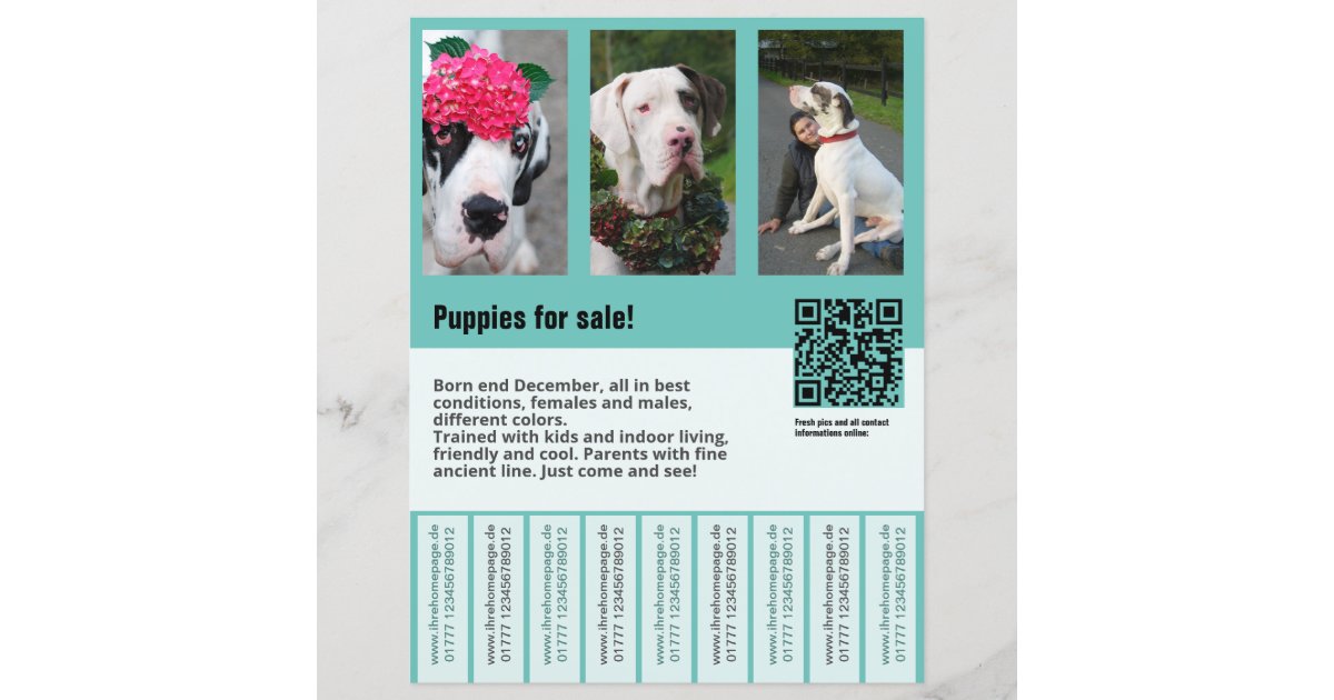 dog for sale flyer template | Zazzle