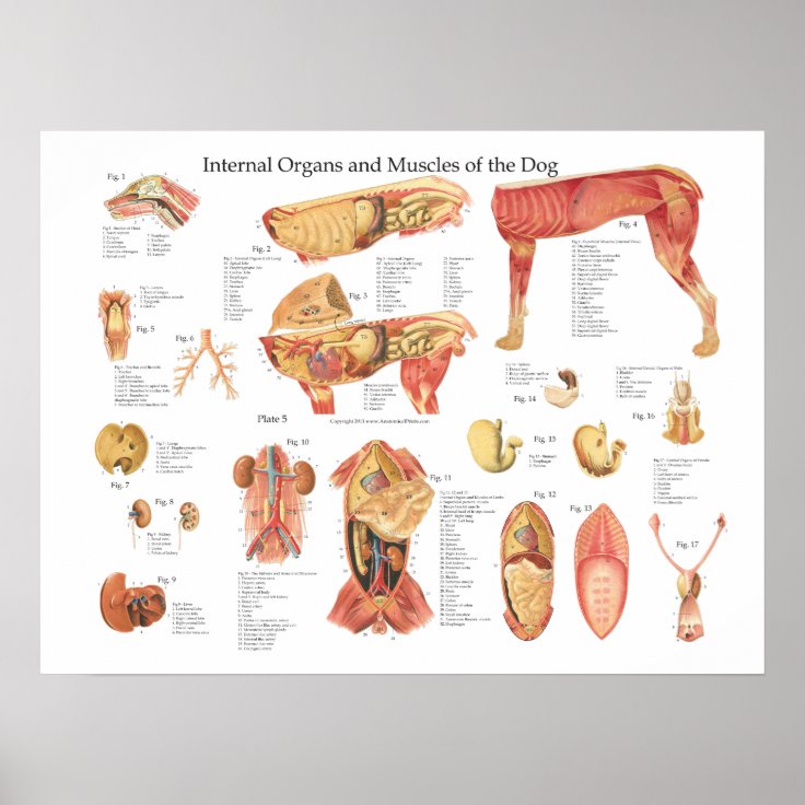Dog Internal Organ Anatomy Poster Chart | Zazzle