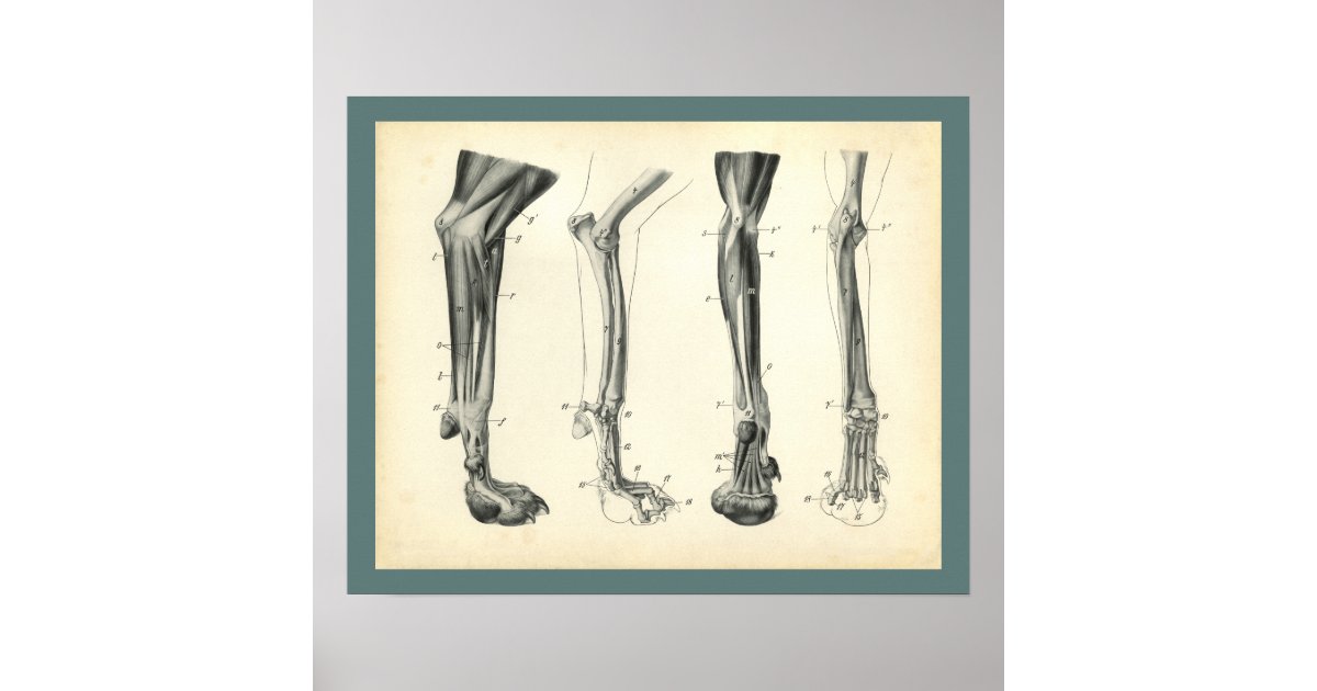 Dog Leg Bones Muscles Veterinary Anatomy Print | Zazzle